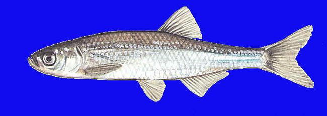 Latvijas zivis - Spoki - bildes 3